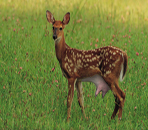 Nuclear Solutions L.L.C.